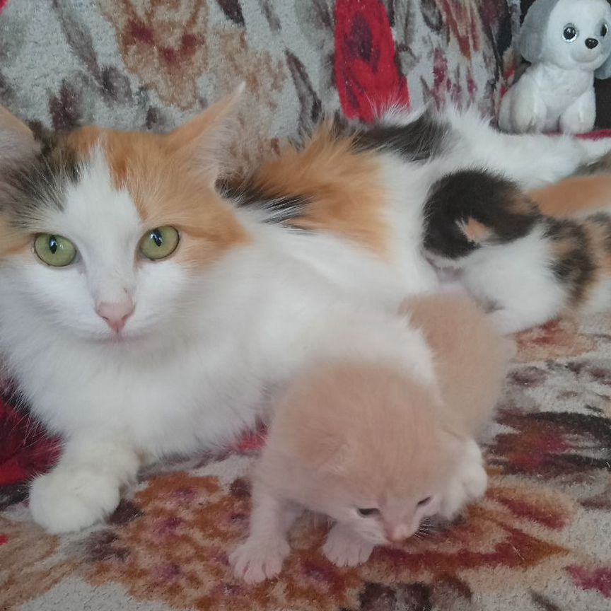 Котята в добрые руки бесплатно