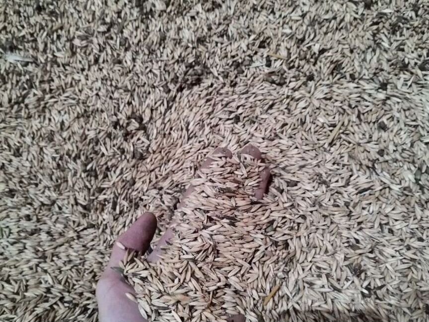 Пшеница яровая, Гречиха на корм