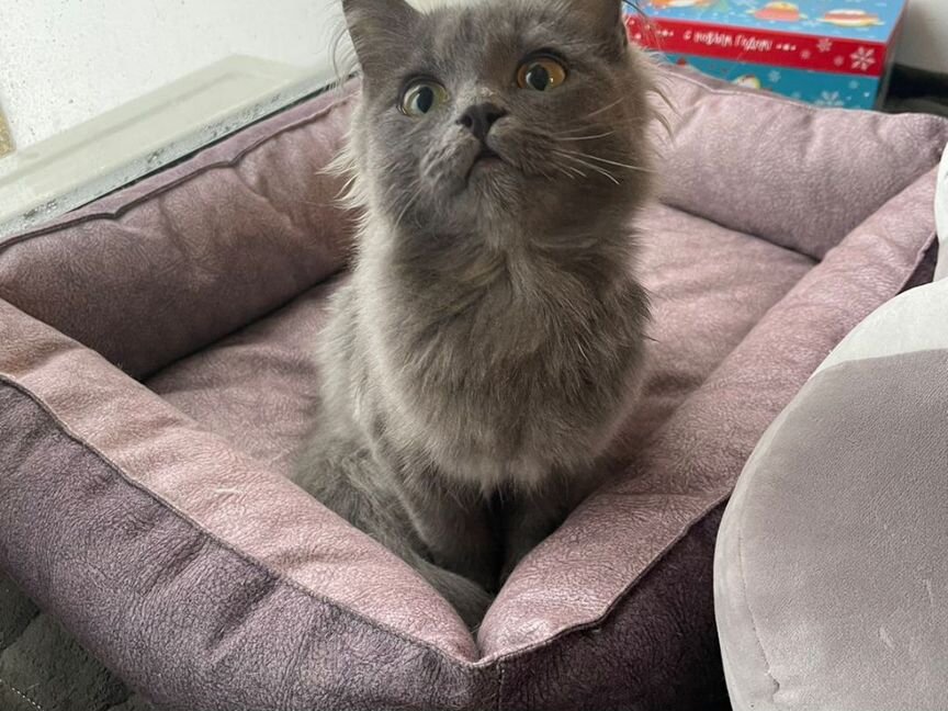 Котёнок ищет любимых хозяев