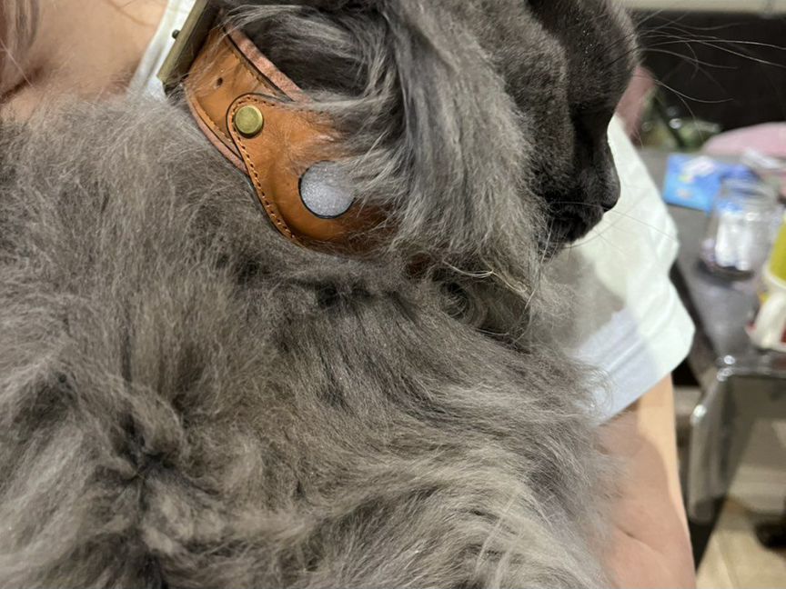 Ошейник AirTag-Apple для Мейн-куна