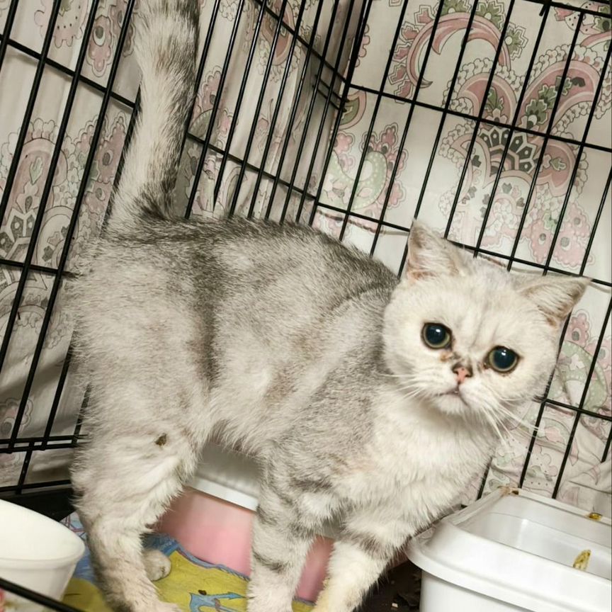 Молоденькая шотландская кошечка