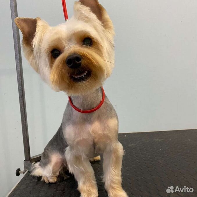 Мальчик йорк вязка