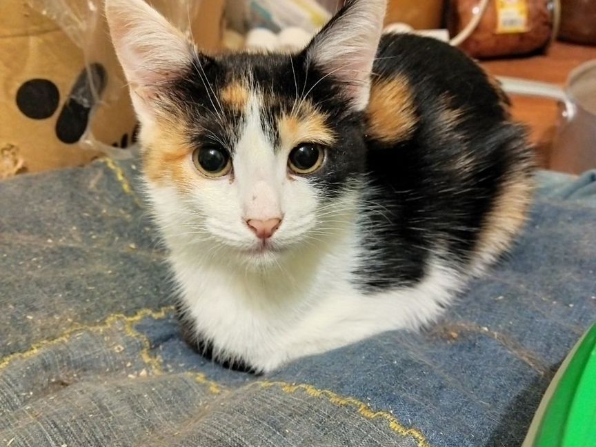 Кошечка Лилия (из приюта)