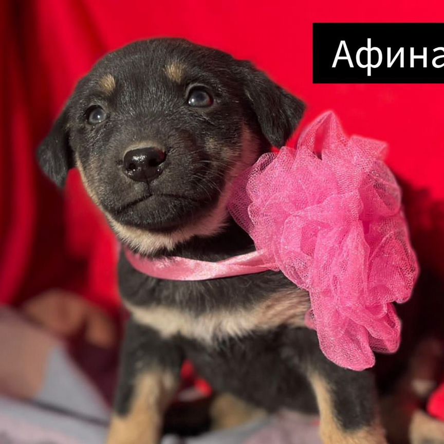 Прекрасная Афина ищет семью