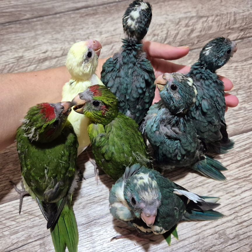 Попугай какарик ручной выкормыш