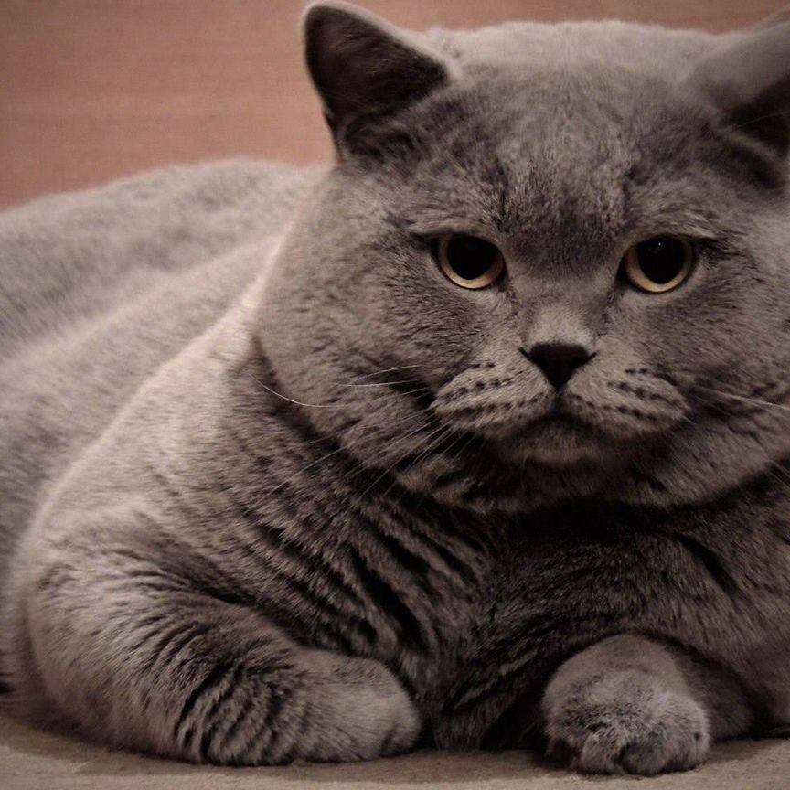 Шотландский кот в хорошие руки, не кастрат