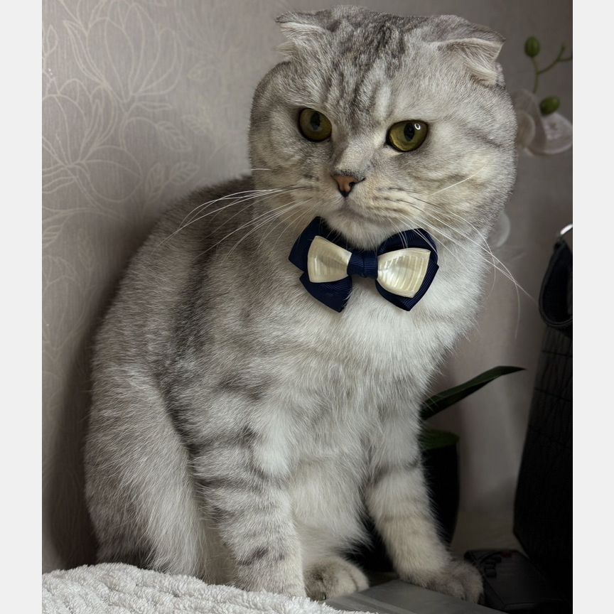 Кот для вязки