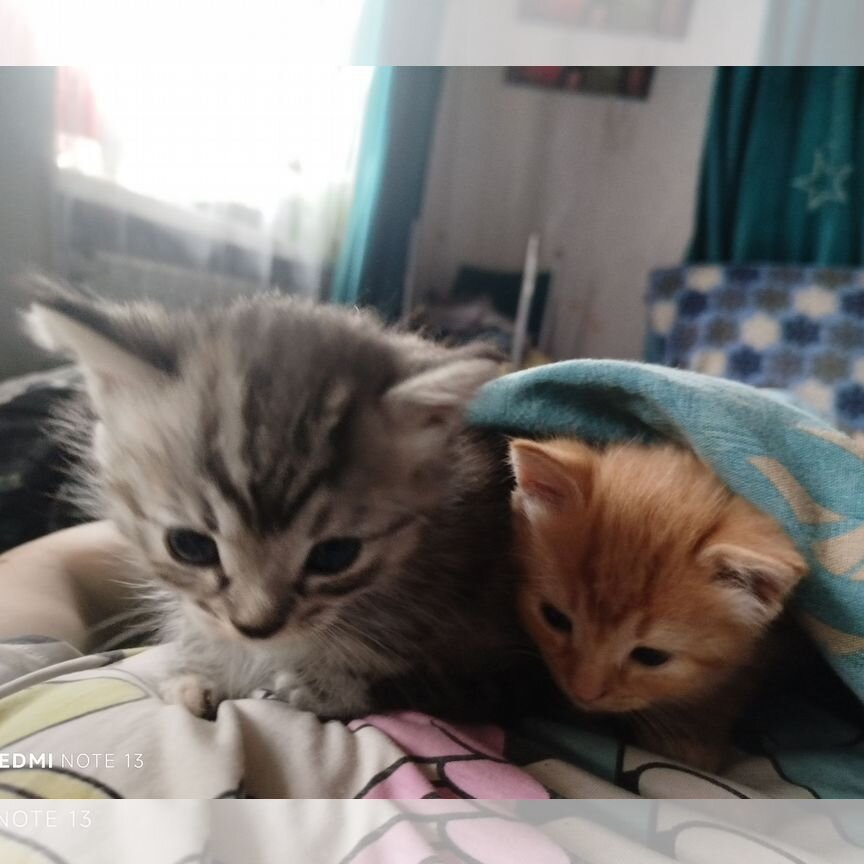 Британские котята