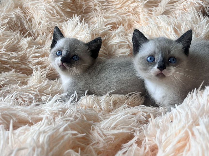 Тайские котята