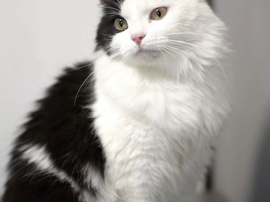 Красотка Маргоша