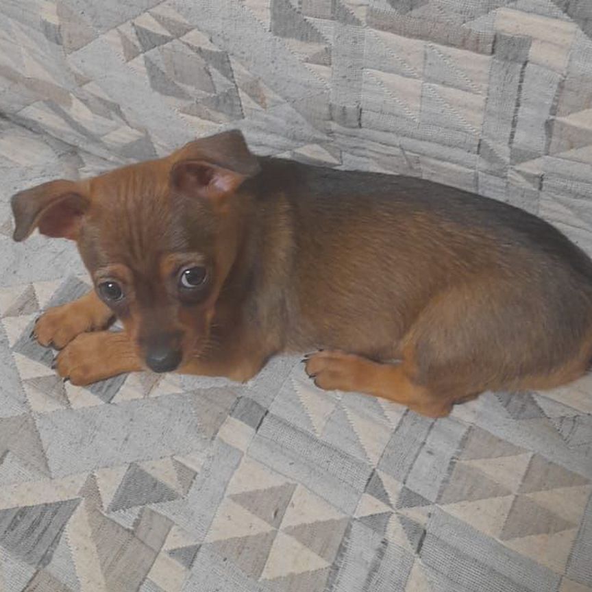 Щенки тойтерьера