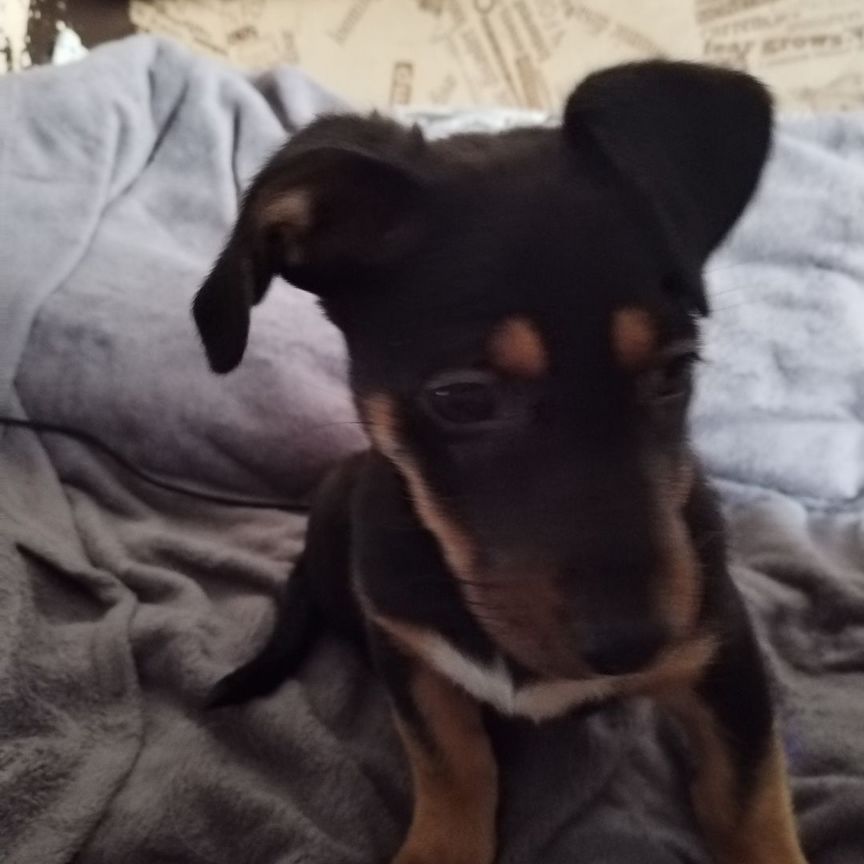 Собака дворняга щенок