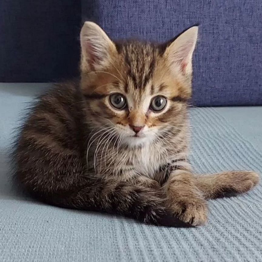Котенок 2,5 мес