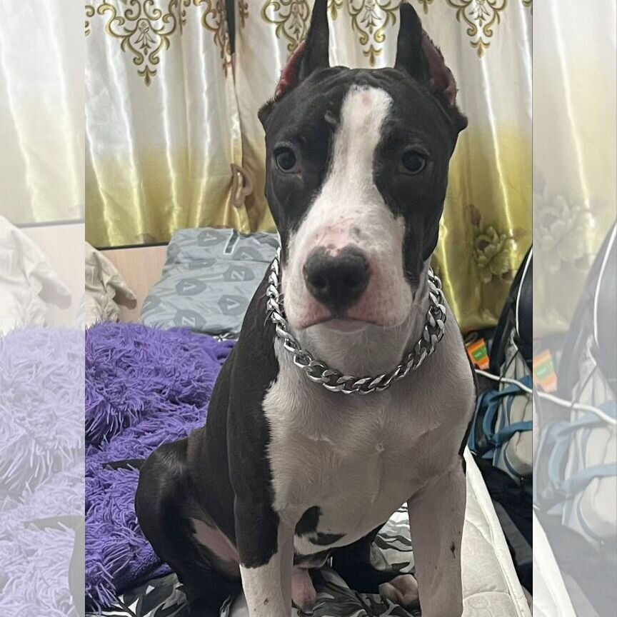 Американский стаффордширский терьер, щенок