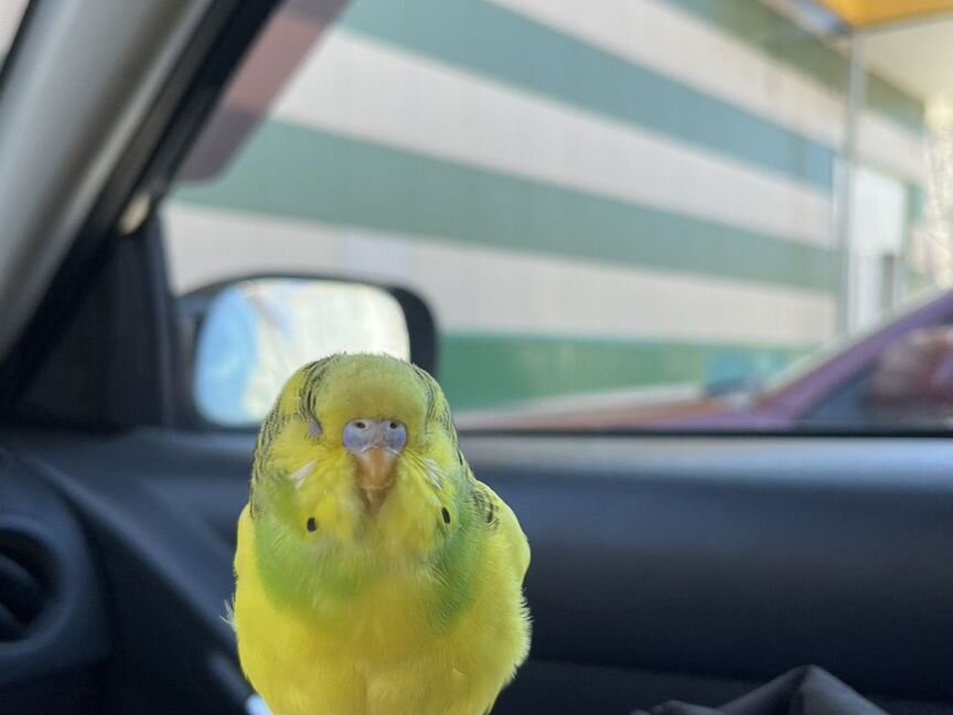 Отдадим в добрые руки волнистого попугайчика