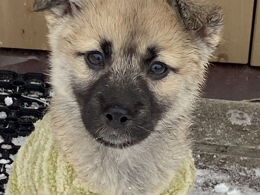 Щенок Маргоша в добрые руки