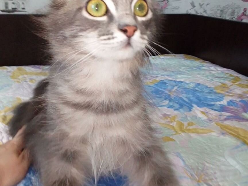 Котик подросток Гриша