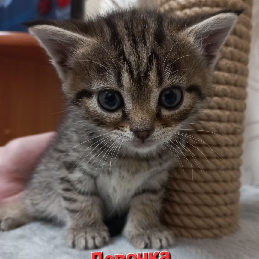 Шотландский прямоухий короткошёрстный котёнок