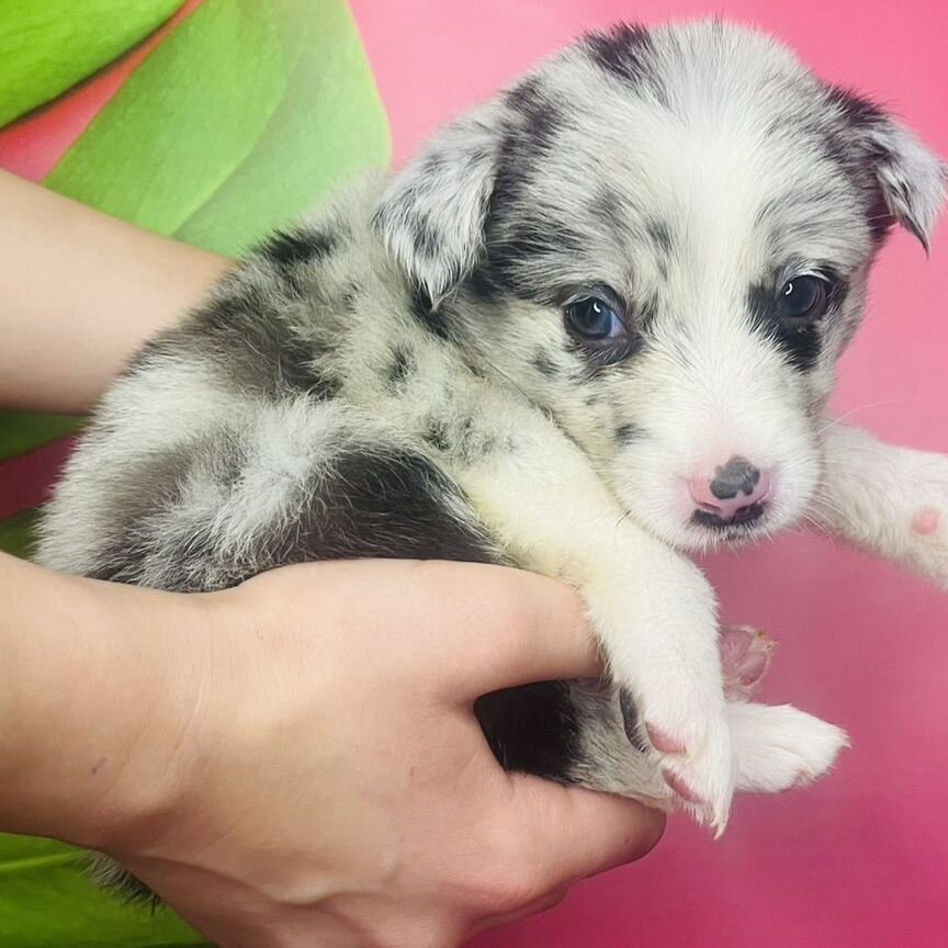 Бордер-колли, щенок