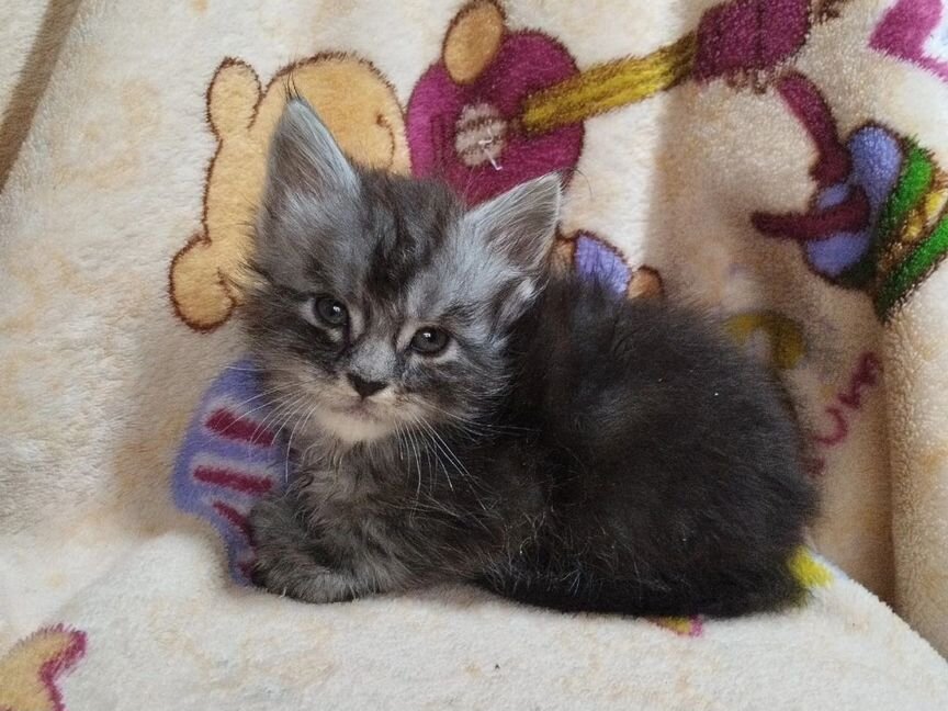 Котята мейн-кун