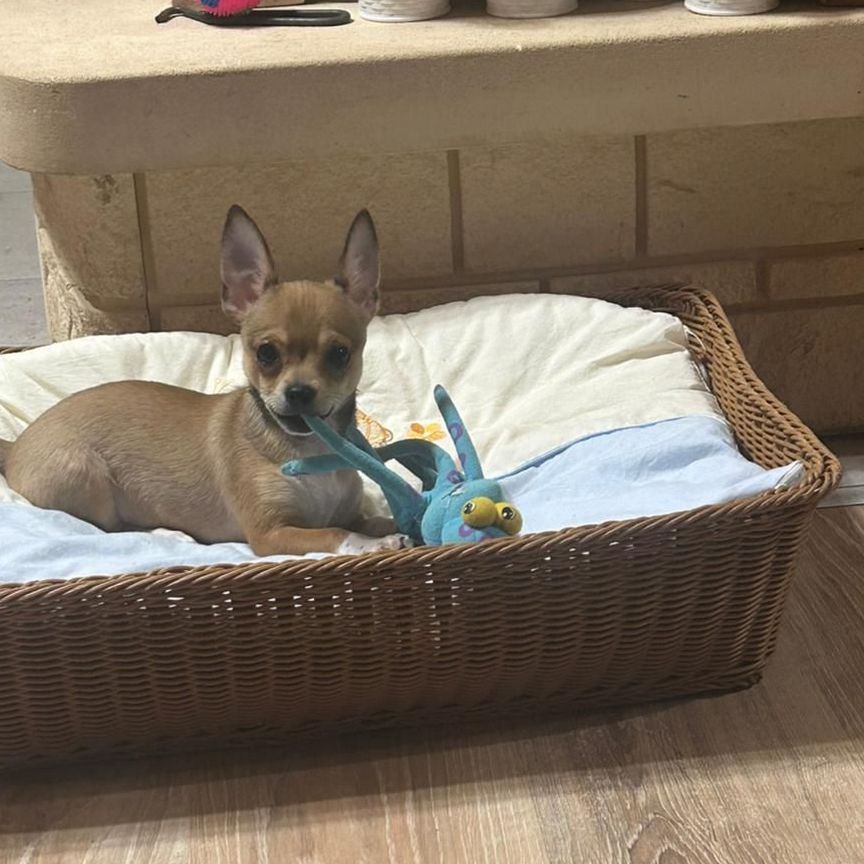 Чихуахуа, щенок