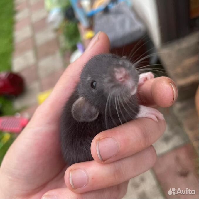 Крысята ручные