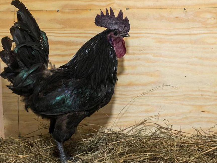 Петух Ухейилюй