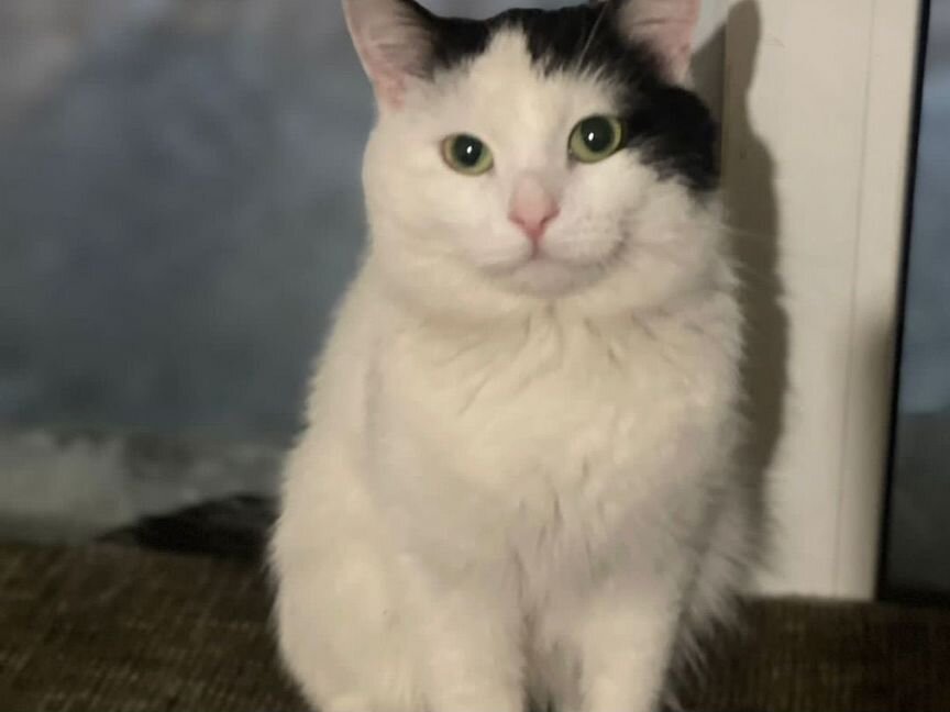 Котик