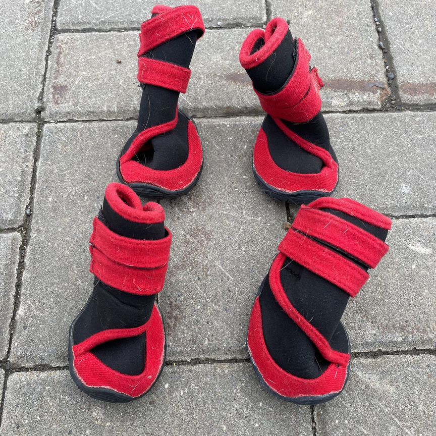 Бесплатно обувь для средней собаки