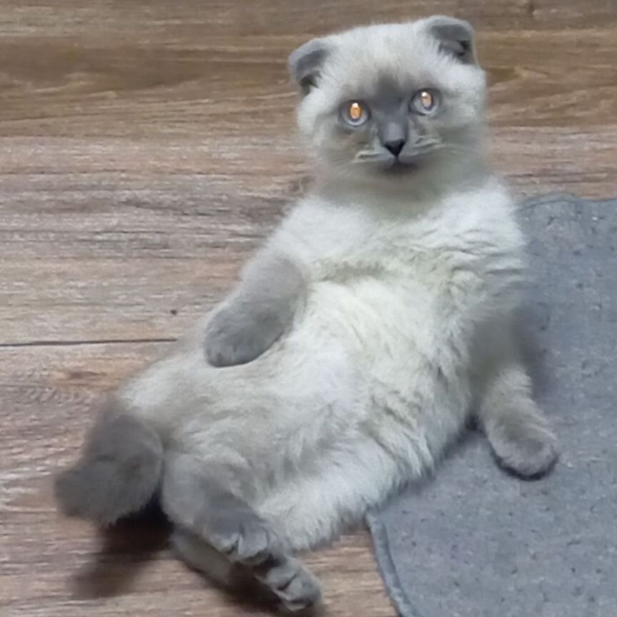 Котёнок