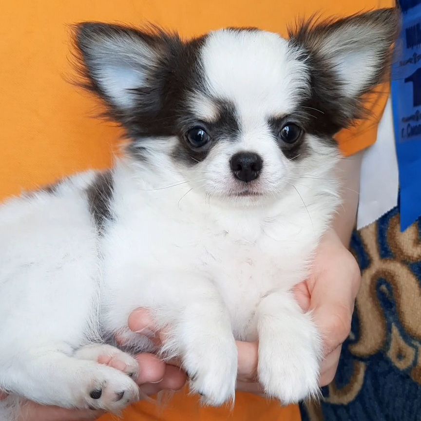 Чихуахуа, щенок