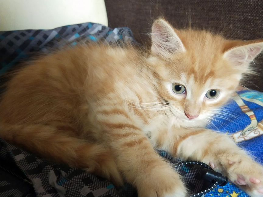 Котята в добрые руки бесплатно мальчики