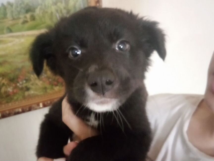 Собака в добрые руки