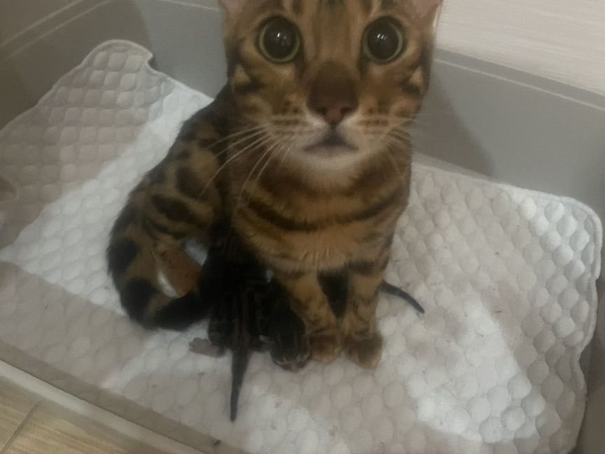 Бенгальские малыши