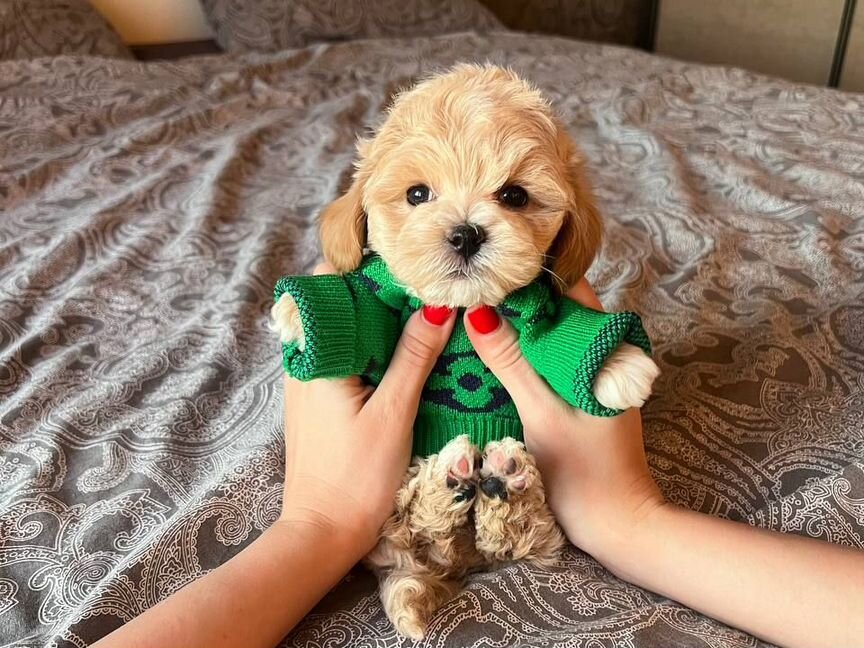 Щенки мальтипу F1 mini