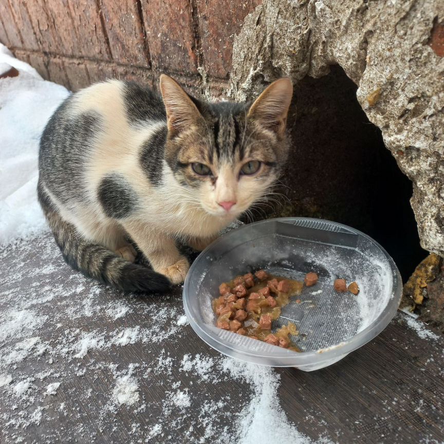 Котёнок в добрые руки