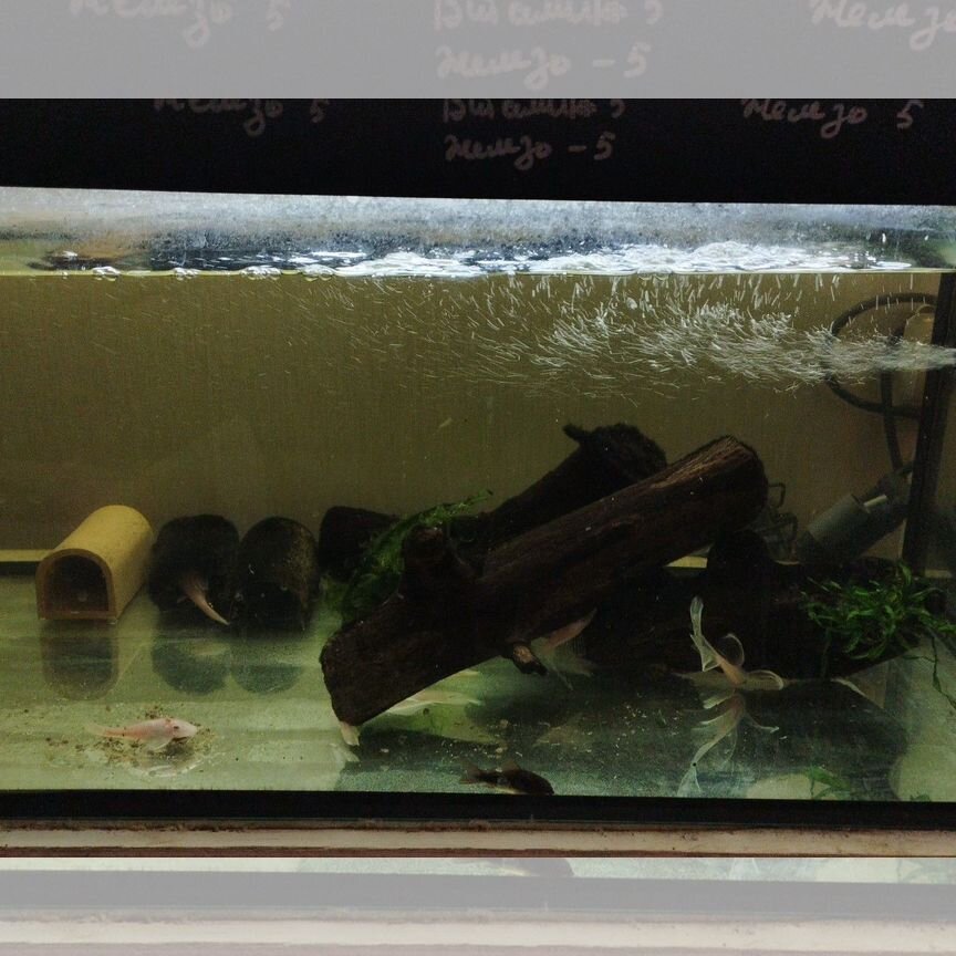 Аквариумные рыбки сомики снежки взрослые