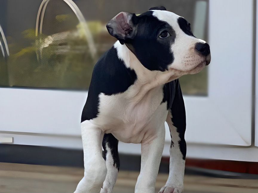 Щенки Амстаффа