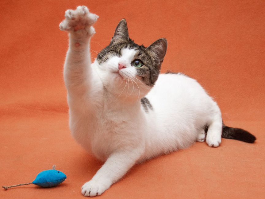 Кошечка лапочка бесплатно в добрые руки