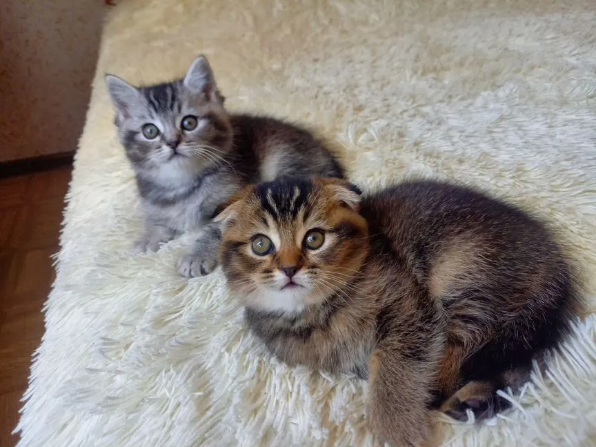 Котята золотая шиншилла