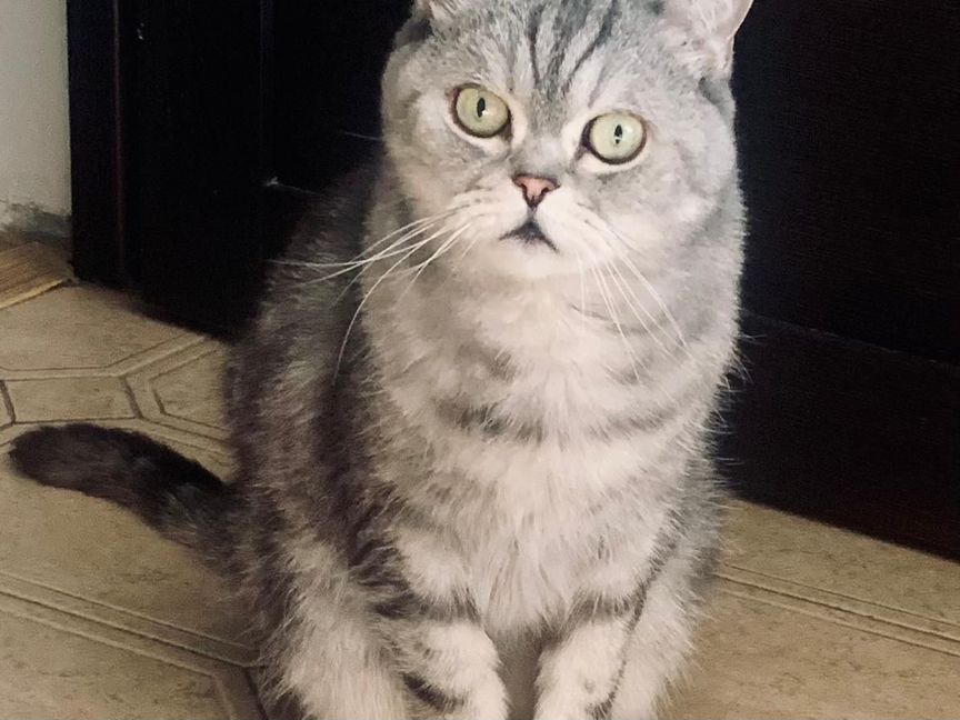 Шотландский кот Скоттиш-страйт, в дар