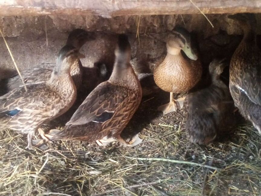 Утка дикая подсадная