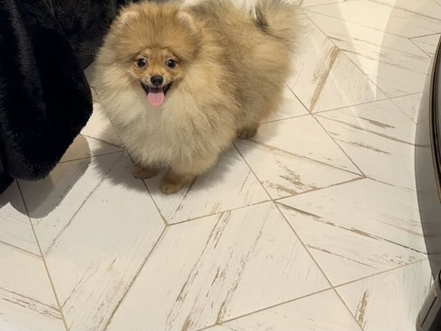 3,5 мес мальчик оранж соболь шпиц