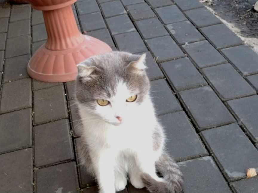 Котенок британочка