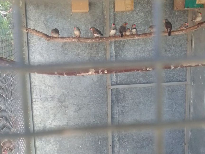 Зебровые амадины