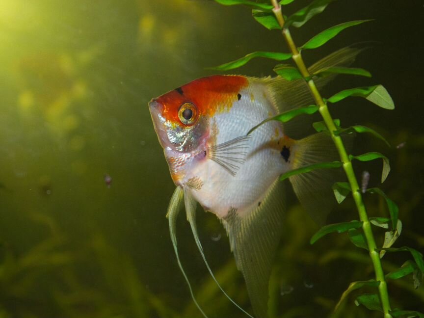 Рыбки скалярии