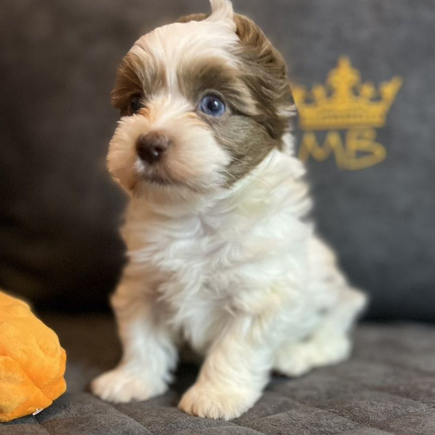 Йоркширский терьер, щенок