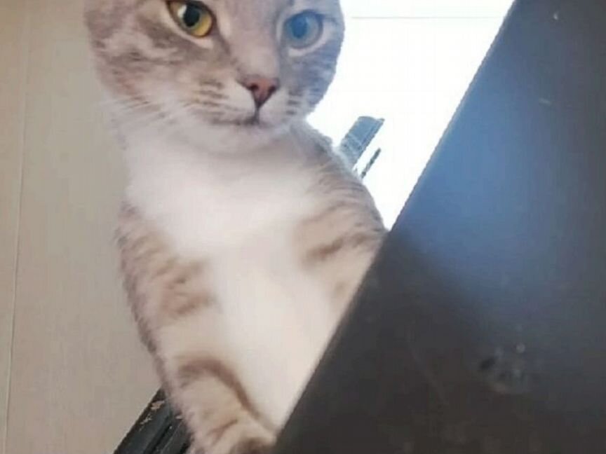 Кошка Скарлет