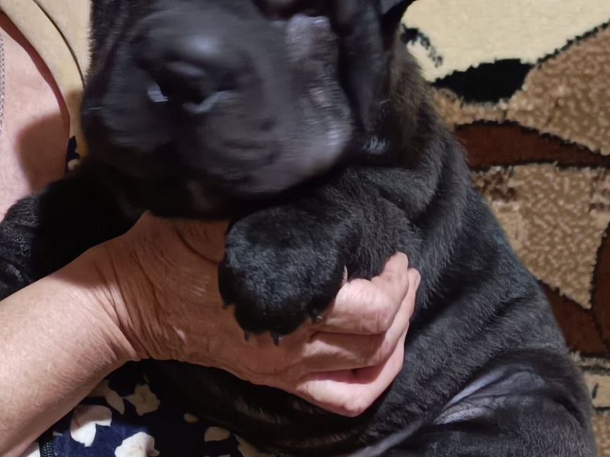 Щенки шарпей