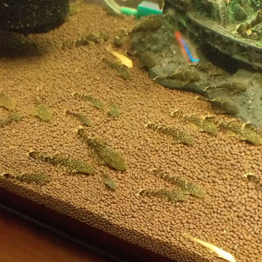 Аквариумные сомики